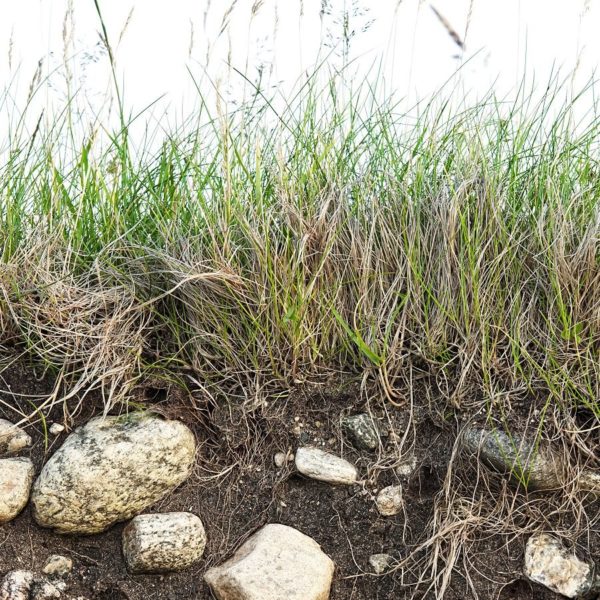 Making the Most of Marginal Lands | Cornell Atkinson Center for ...