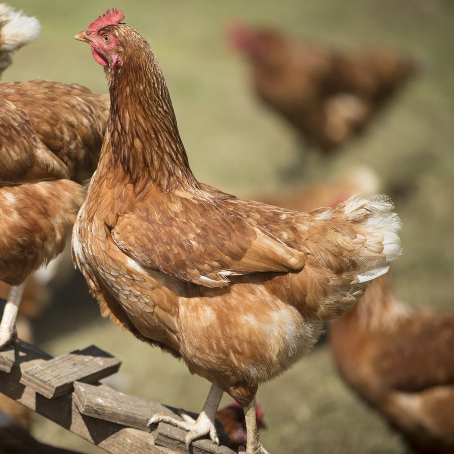 Recycling Poultry Litter for Fertile Fields | Cornell Atkinson Center ...
