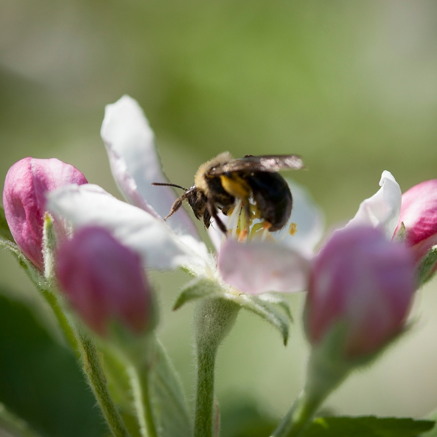 Sustainable Pollination Resources for New York Apple Farmers | Cornell ...
