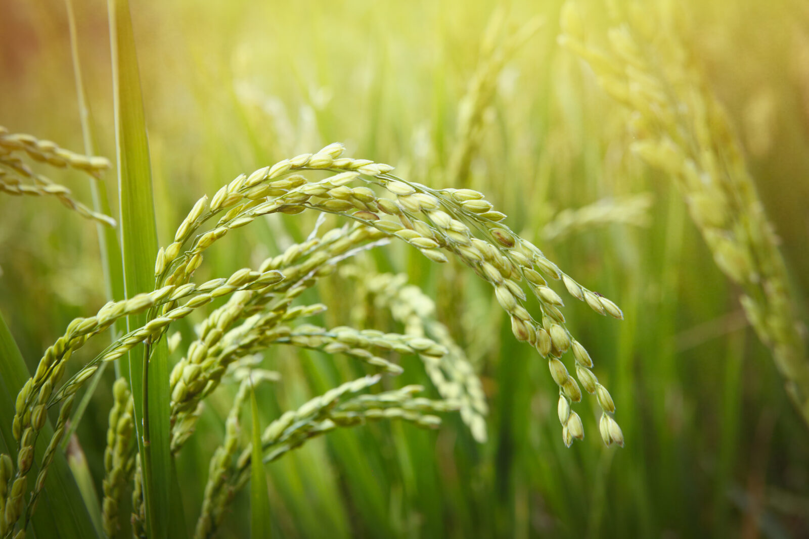 Sustainable Intensification and Conservation of African Rice | Cornell ...
