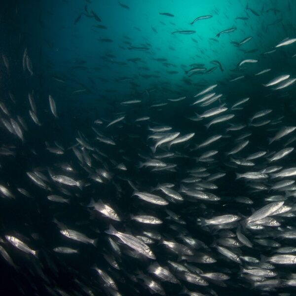 Climate Solutions Fund RFP | Cornell Atkinson Center for Sustainability