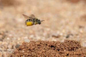 Harnessing Citizen Science to Enhance Native Bee Pollination Services ...