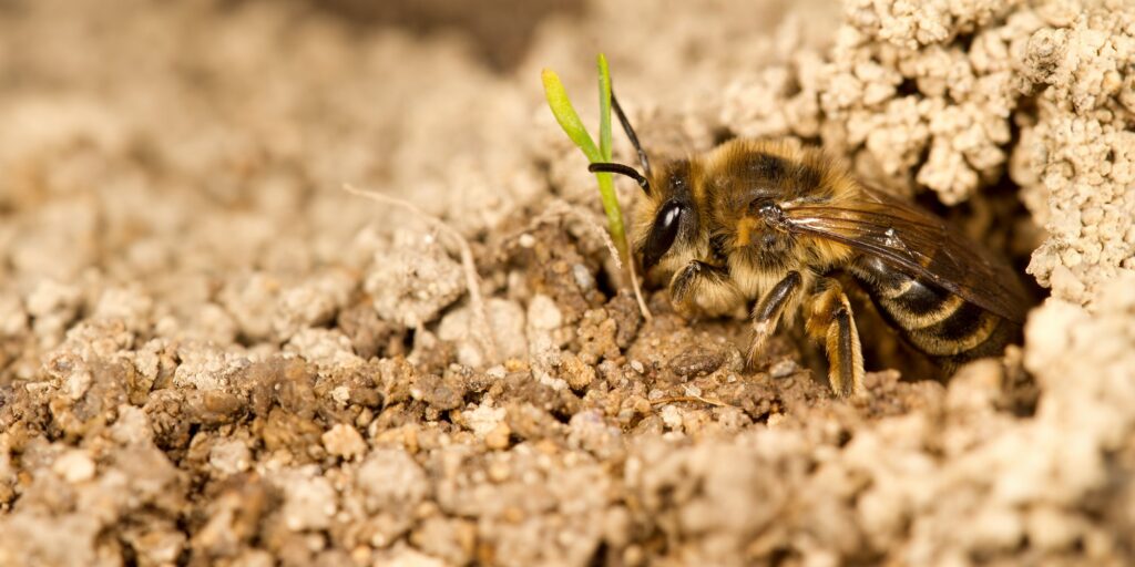 What Do We Know About Wild Bees? | Cornell Atkinson Center for ...