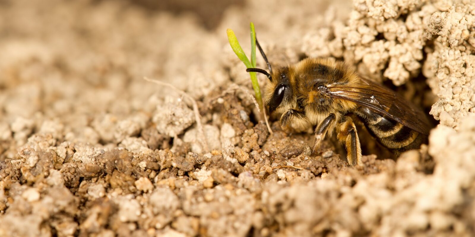 What Do We Know About Wild Bees? | Cornell Atkinson Center for ...